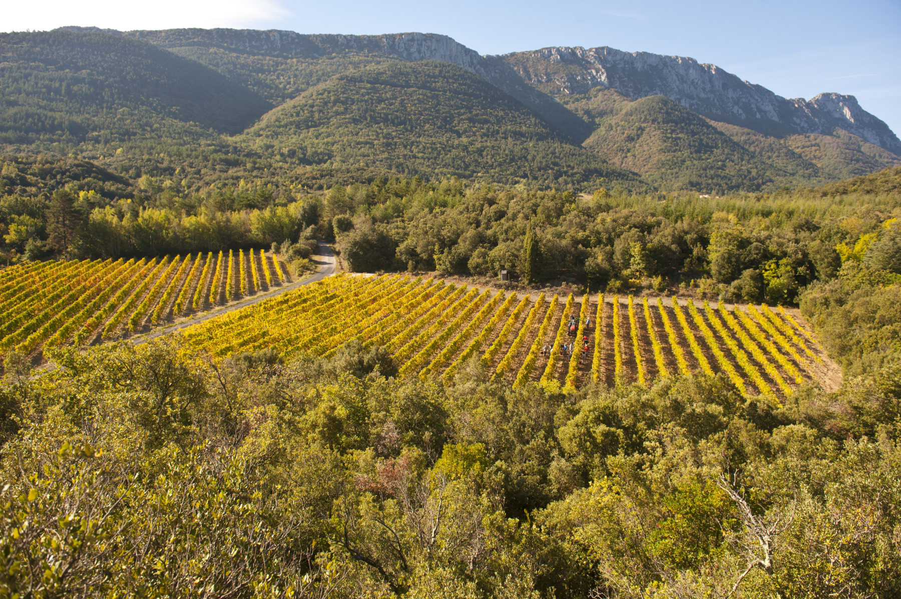 Producer Profile: Château de l’Ou - A Rising Star in the Roussillon ...