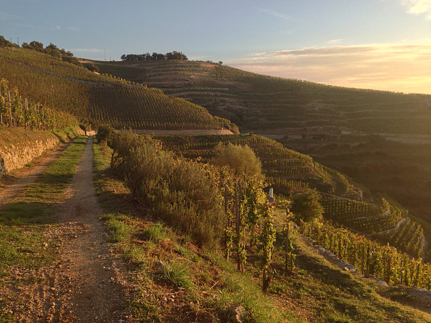 The 2016 and 2017 Northern Rhônes - JebDunnuck.com