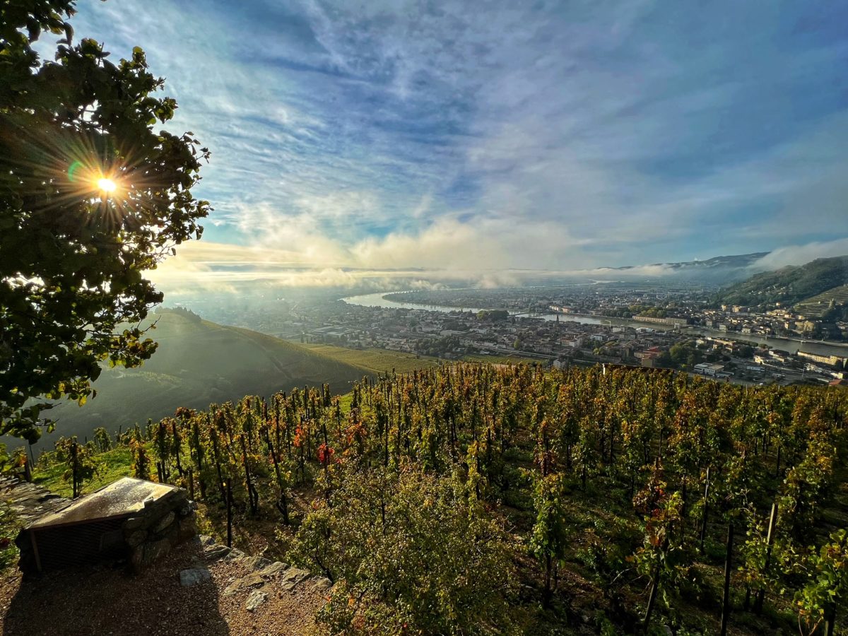 Northern Rhône: 2019s From Bottle and 2020s From Barrel - JebDunnuck.com