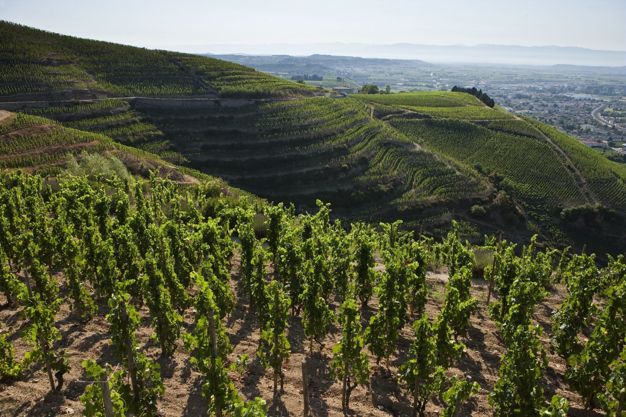 Northern Rhône: 2023s from Bottle and 2024s from Barrel - JebDunnuck.com